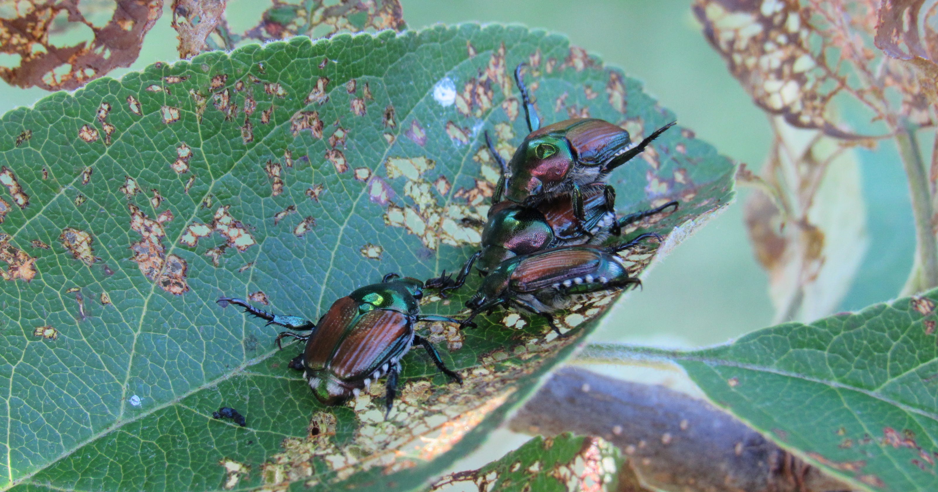 What to do when Japanese beetles bug you
