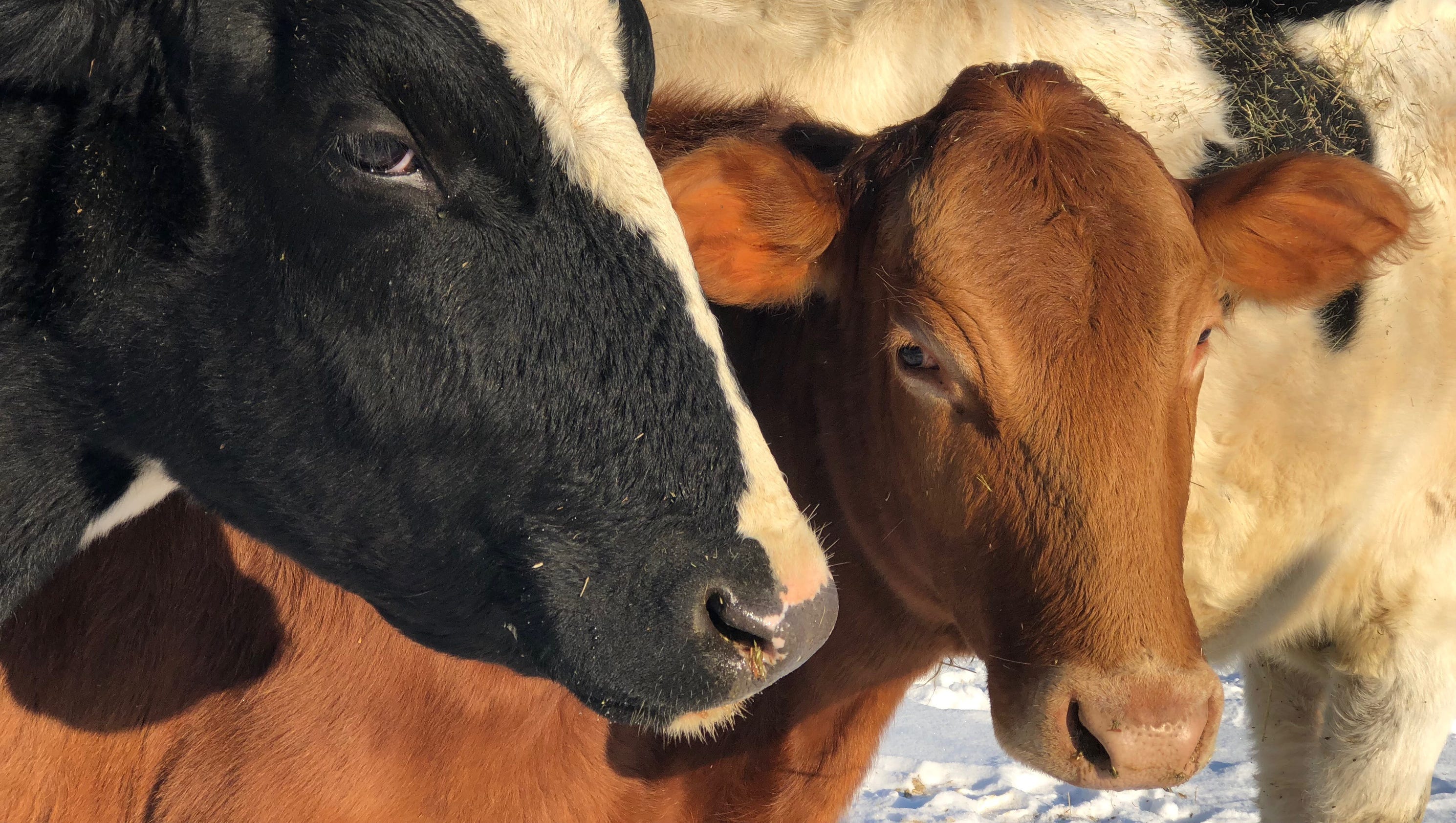 Among 70 dead cattle, these 5 survived in knee-deep muck to be rescued