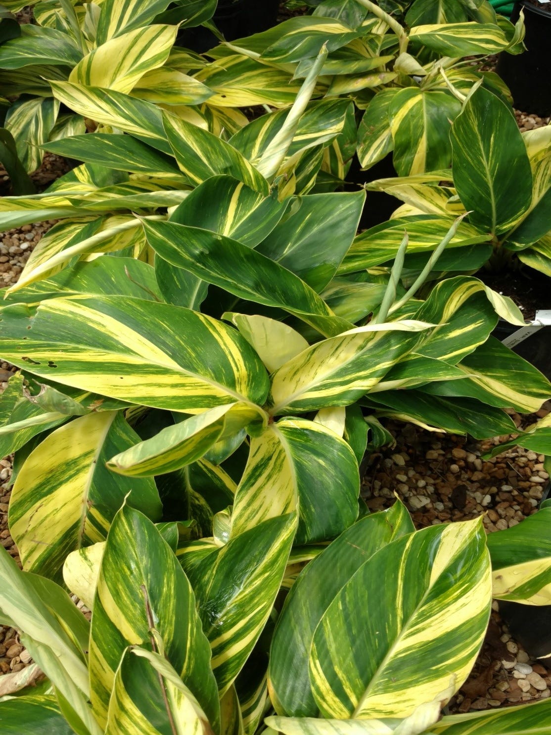 Gingers spice up yard with sweet smelling blooms