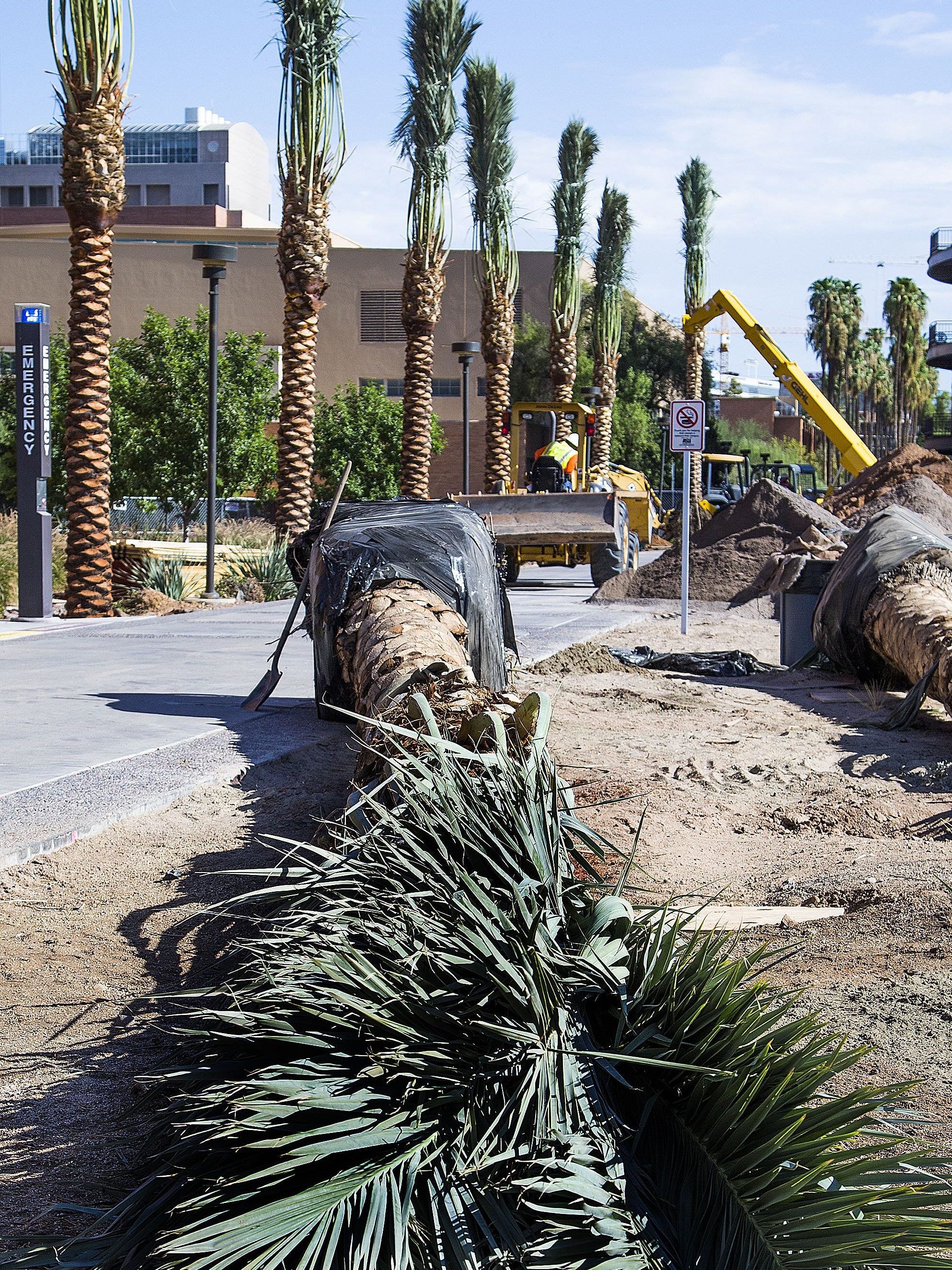 ASU's Palm Walk gets makeover with new trees, more shade