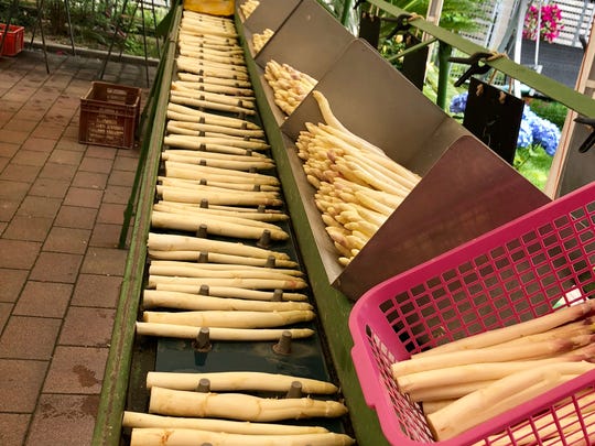 Germany’s white asparagus enjoys cult-like following