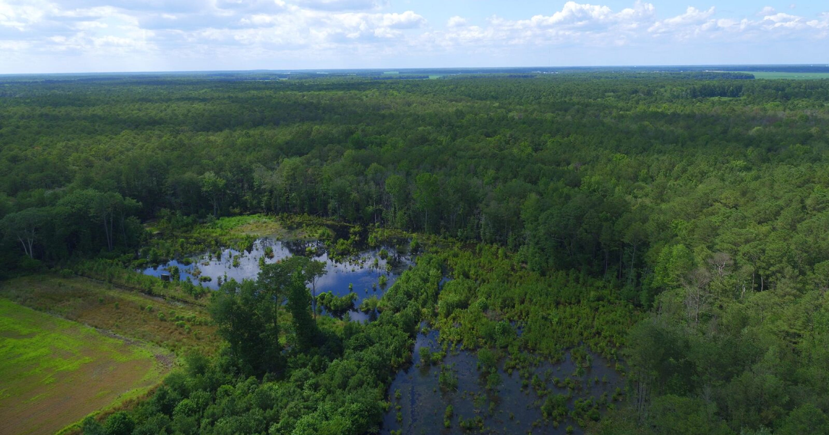 Private donation expands the reach of the Great Cypress Swamp