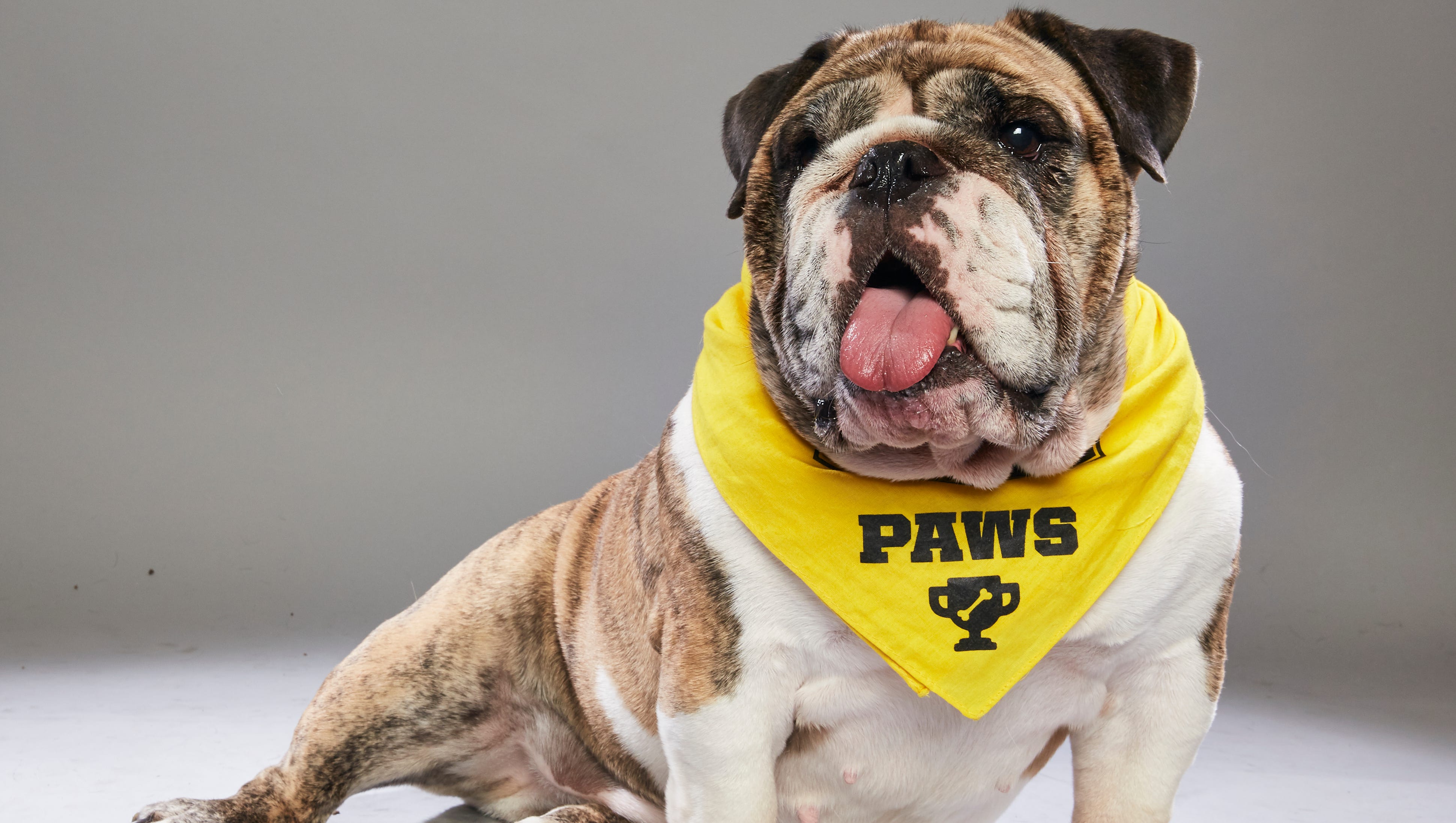 Animal Planet's 'Dog Bowl' is a new breed of football game