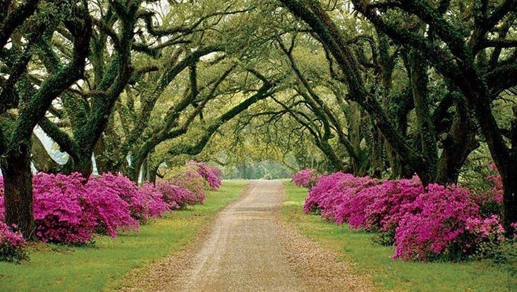 Splendor in Spring: A Profusion of Azaleas in Louisiana Landscapes