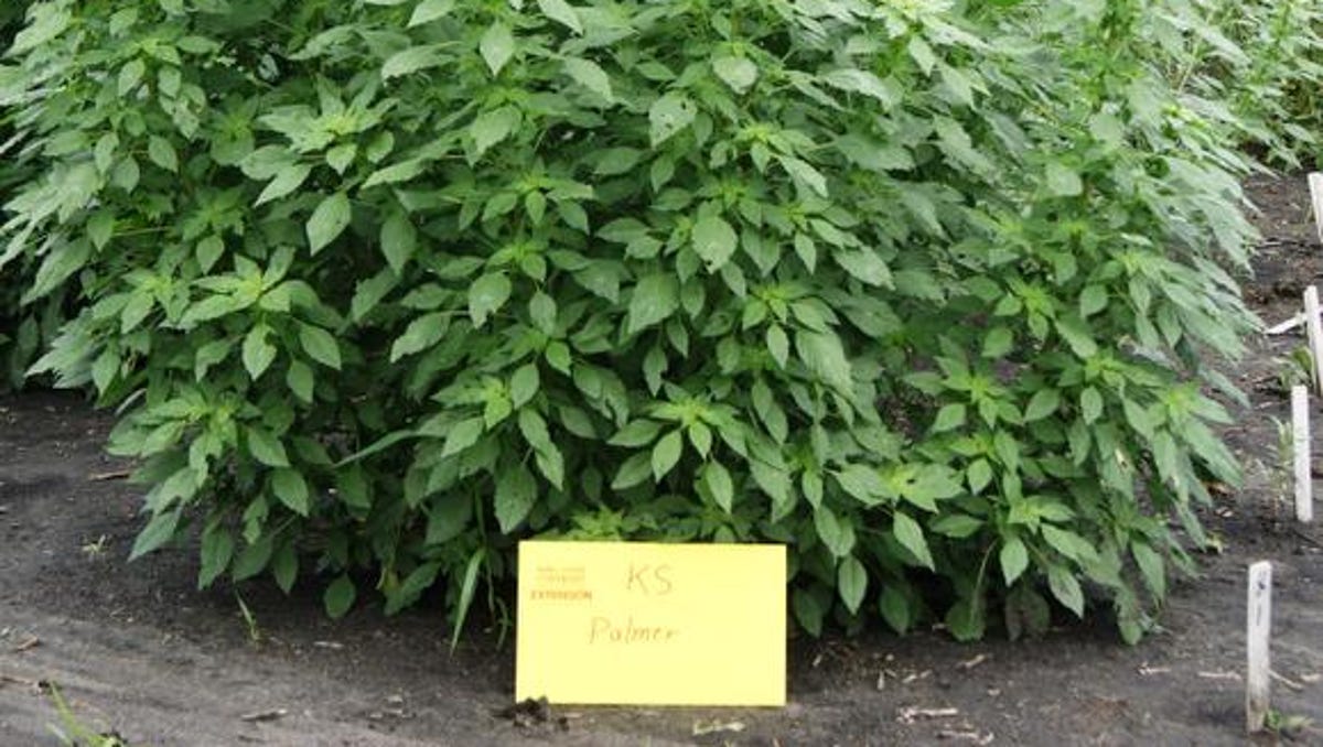 8 photos: The Palmer amaranth super-weed