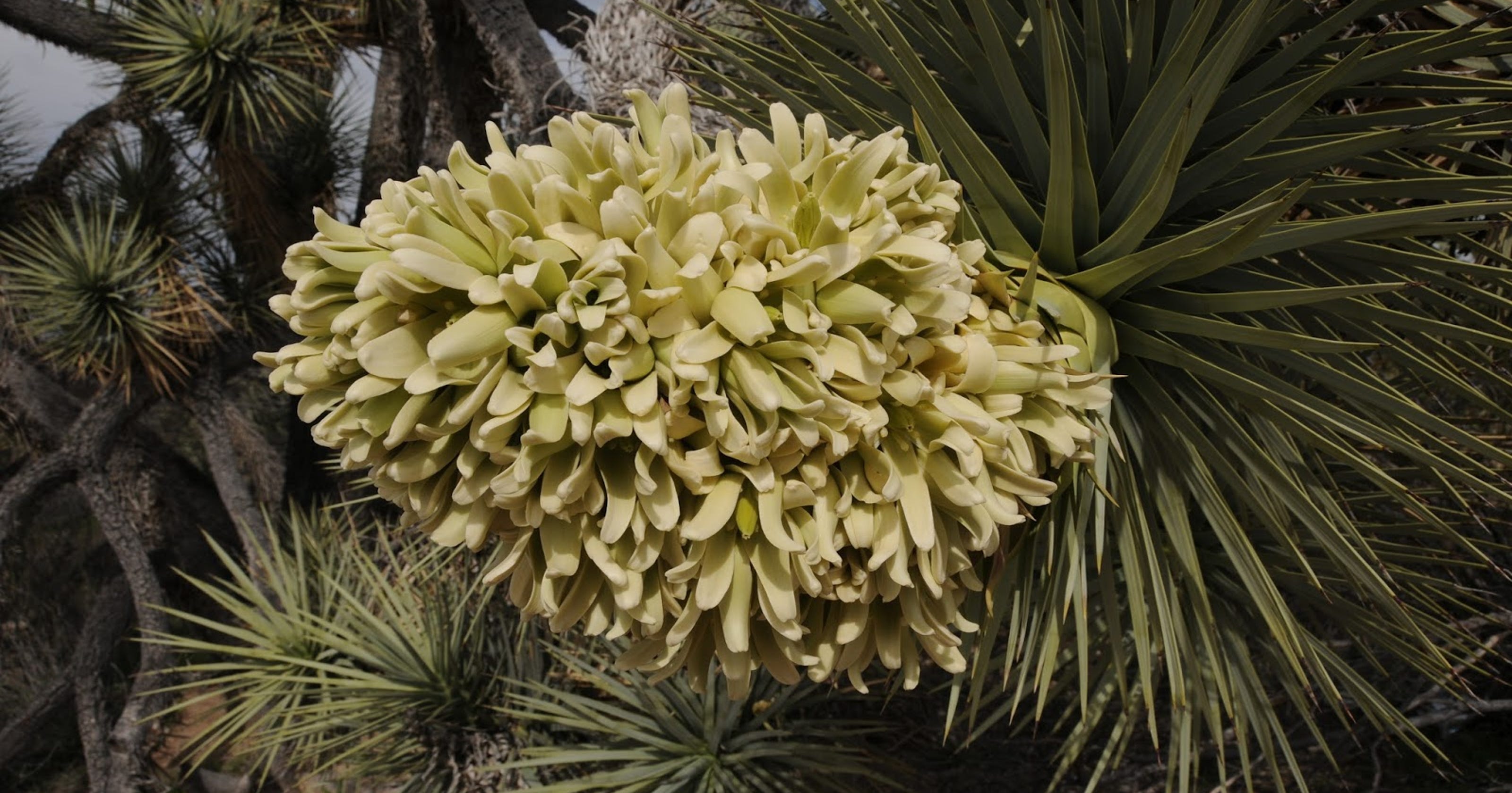 Joshua tree blooms abound on this easy hike