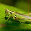 Grasshopper outbreak surfaces on weather radar