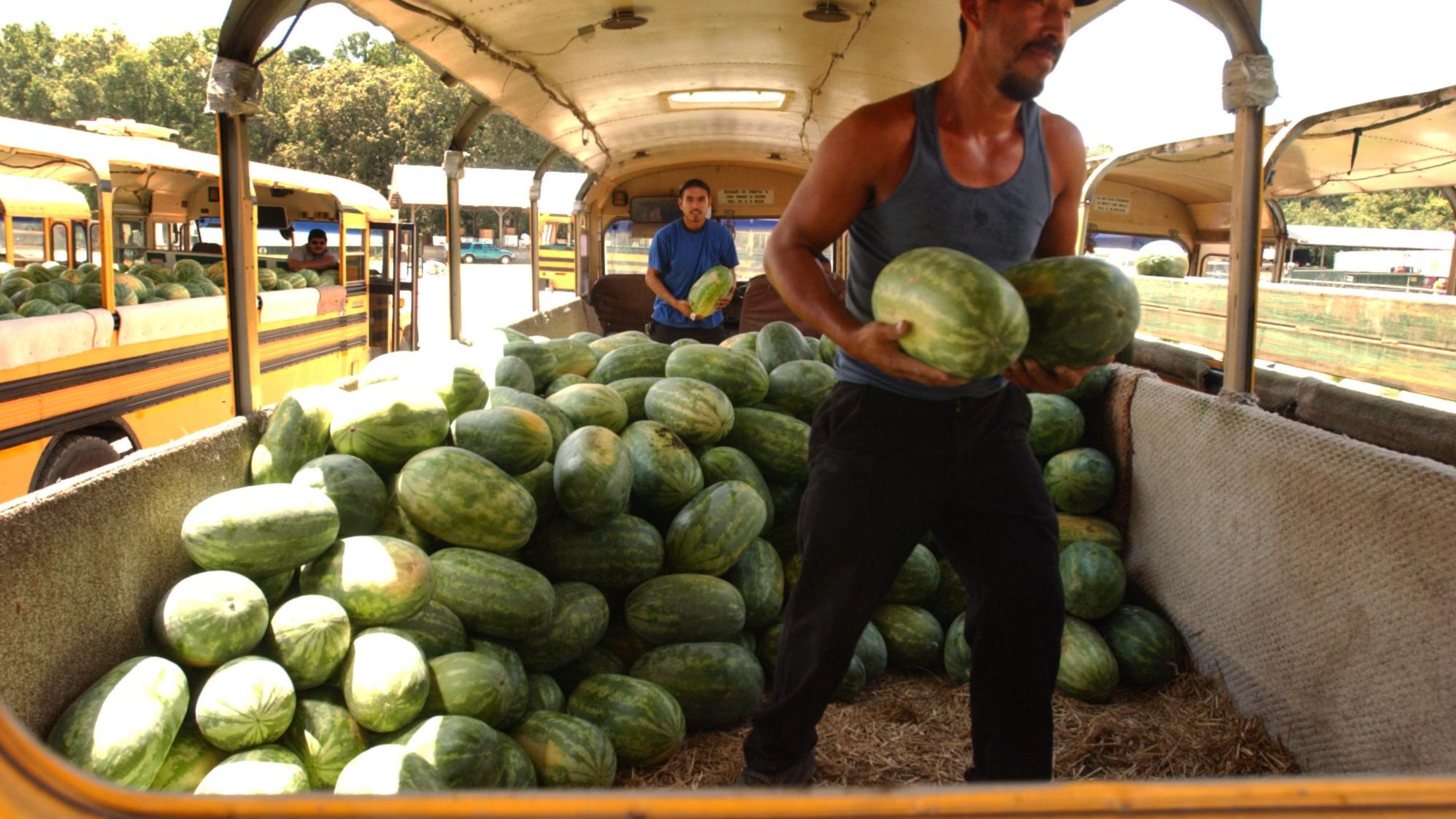 Retired school buses find new use at watermelon farms