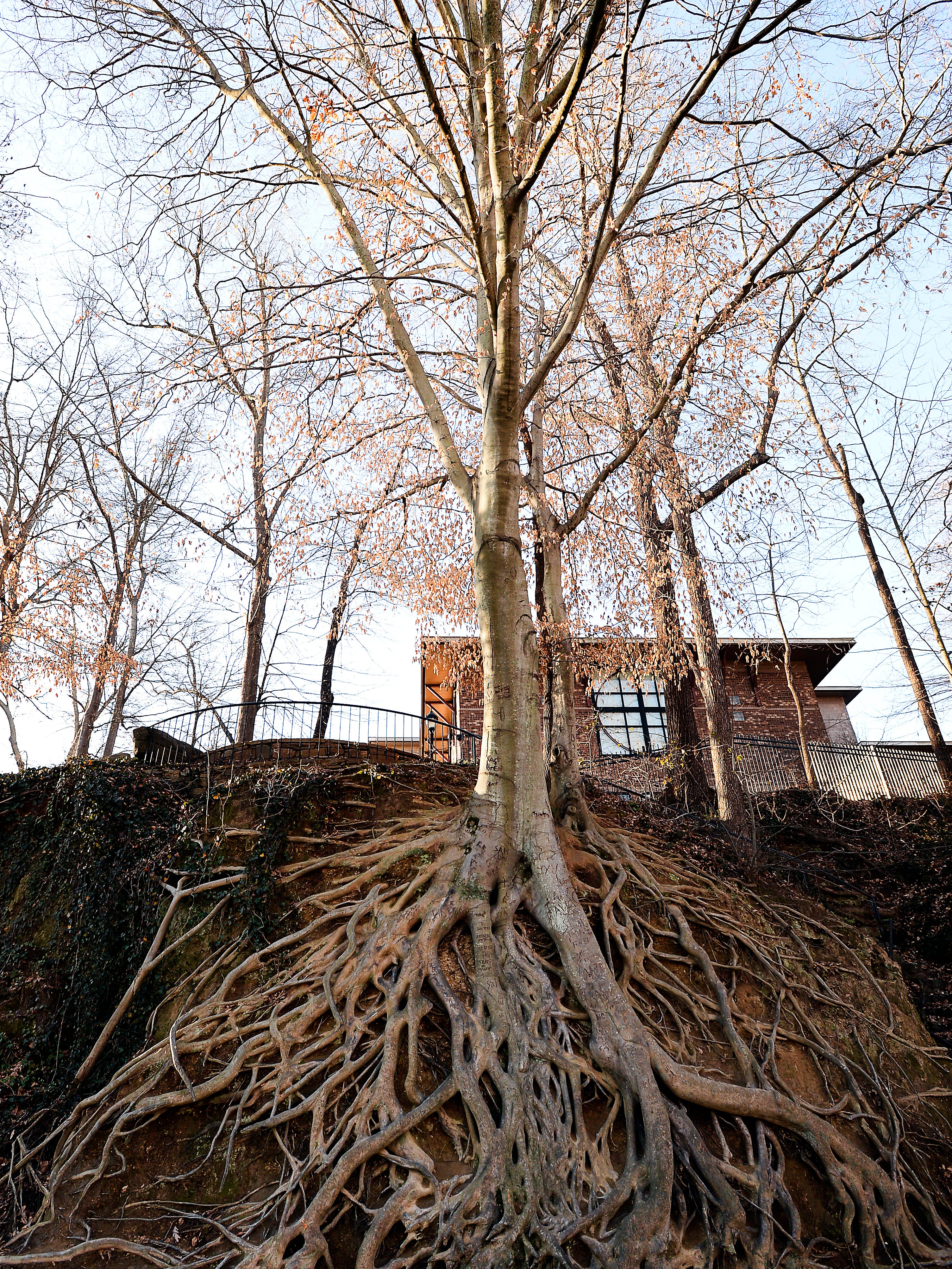 Greenville's 'root tree' grows a following