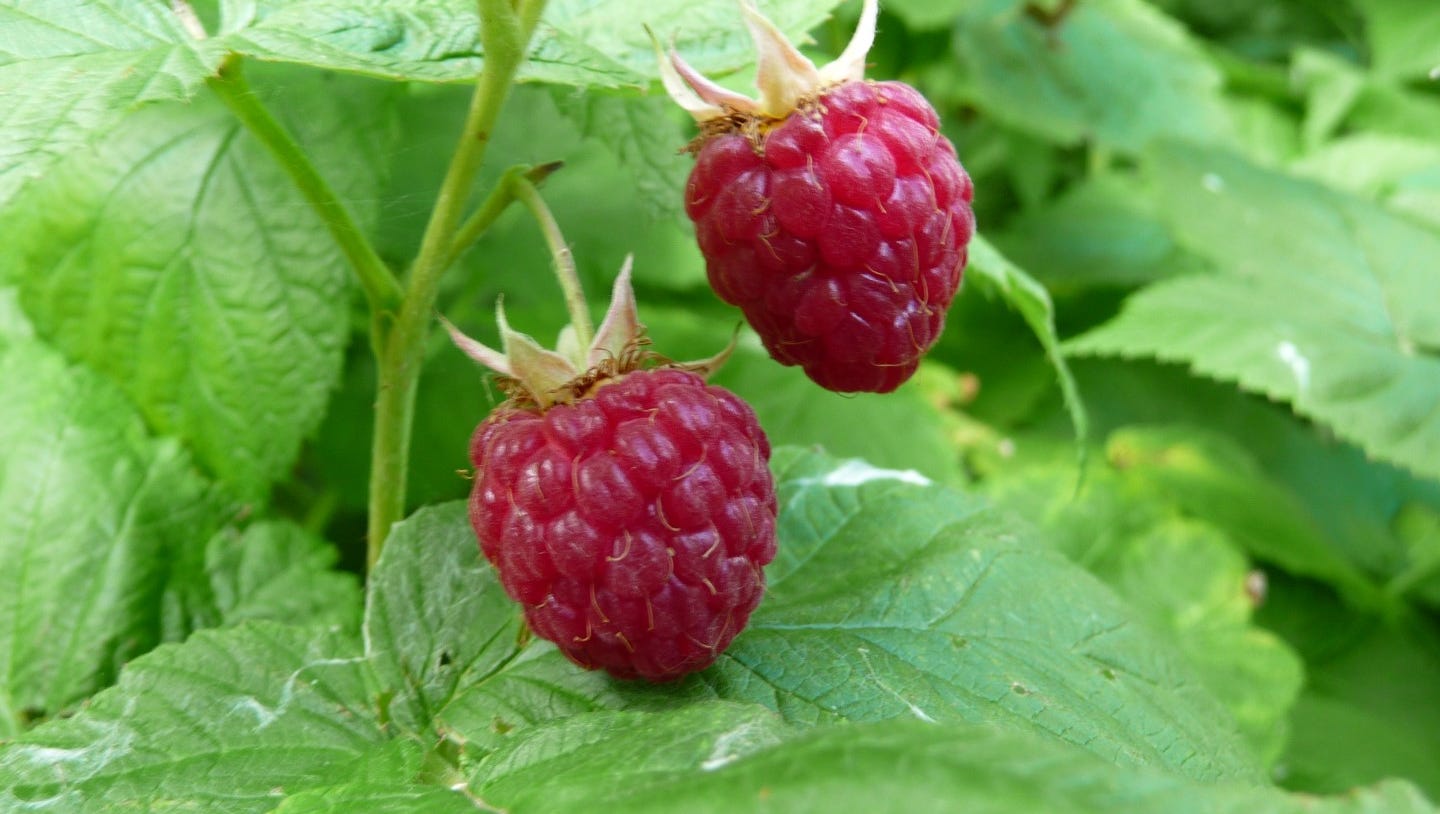 Garden Questions: Container raspberries require protection in winter