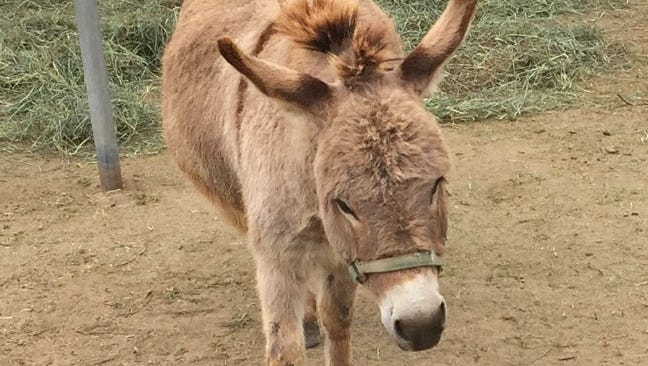 Meet Dominic: a miniature Sicilian donkey