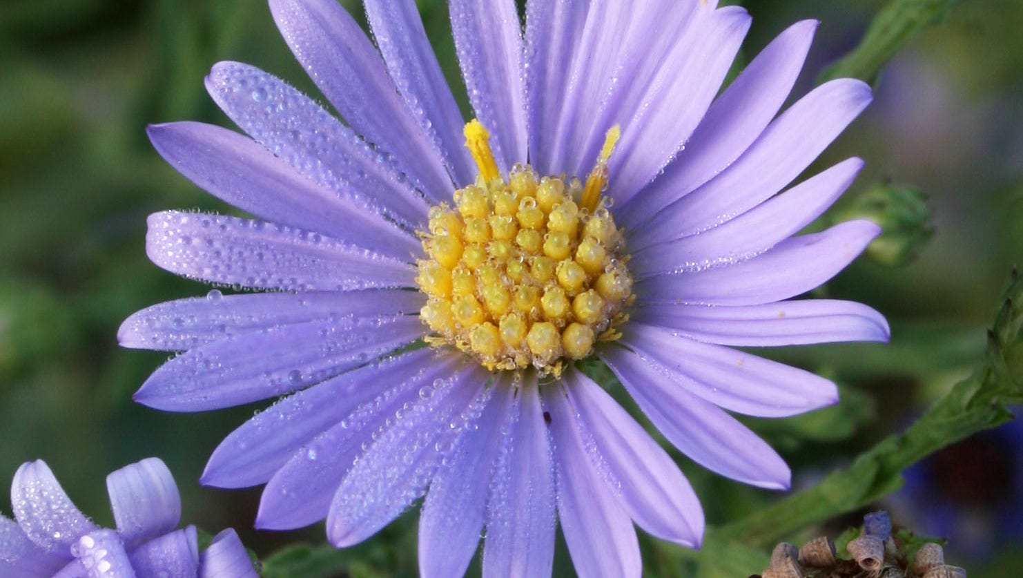Turn your yard into a micro prairie with native plants