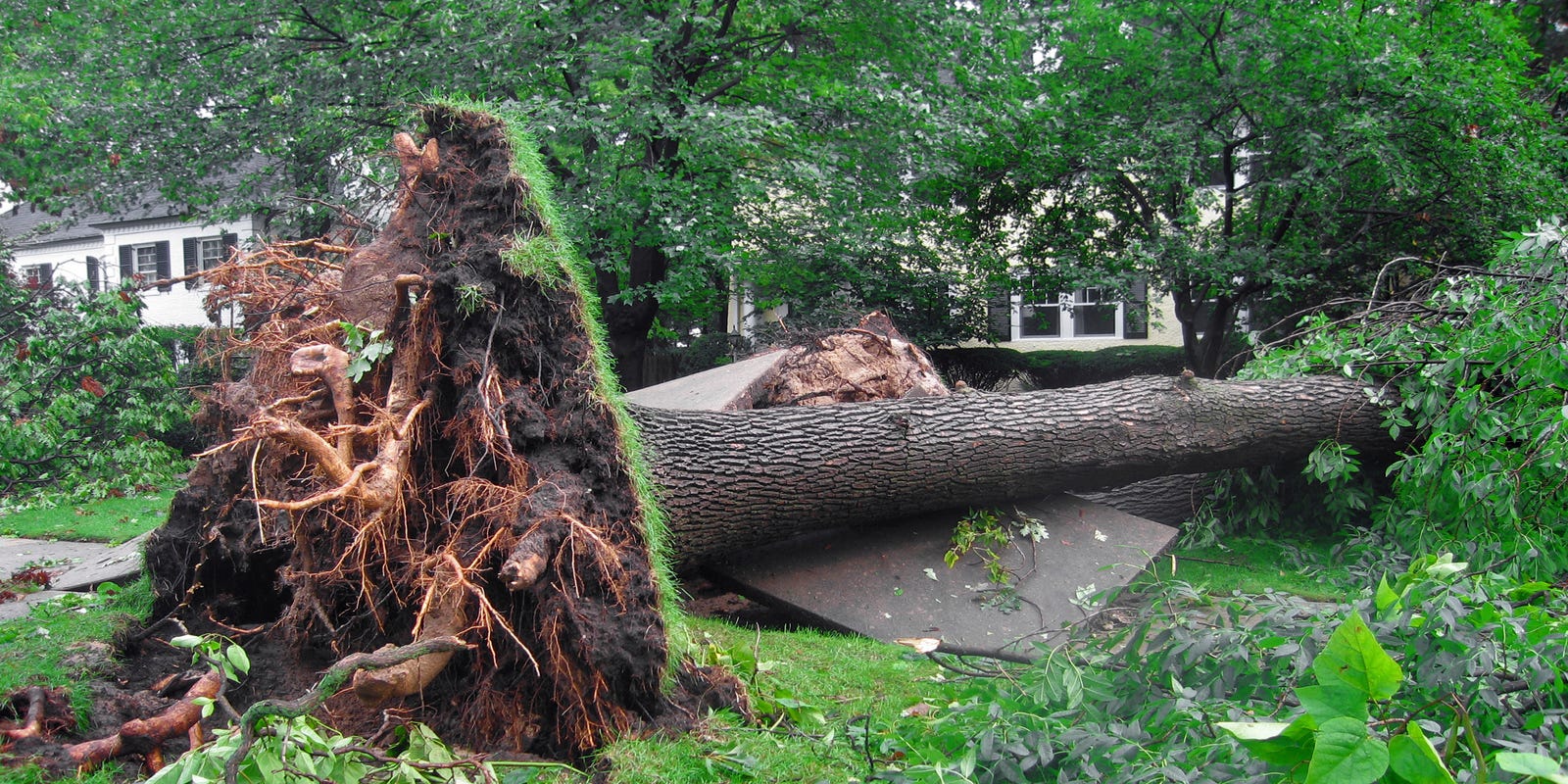 Fallen Tree Concerns Next door Neighbor
