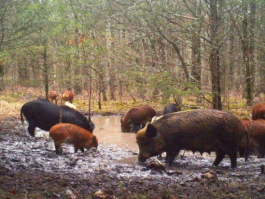 Shoot wild boars, feral hogs on sight? Game officials propose hunting ...