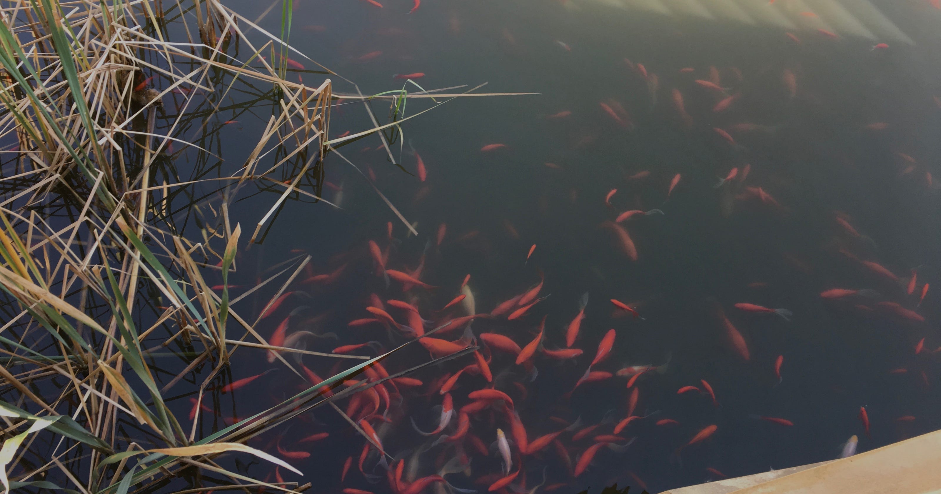 Goldfish infestation costs Wilmington $320,000