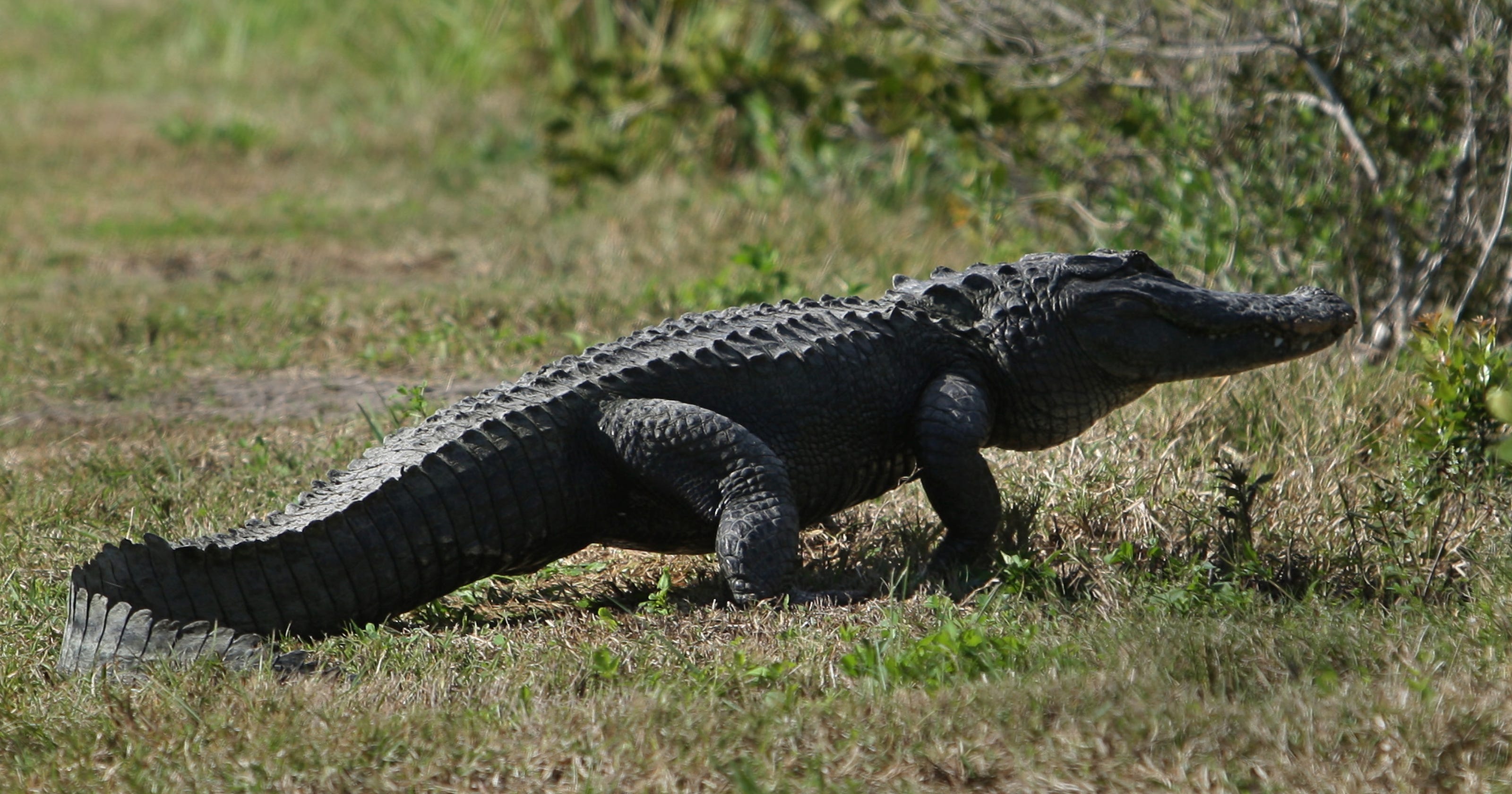 Small plane hits giant gator while landing at Orlando airport
