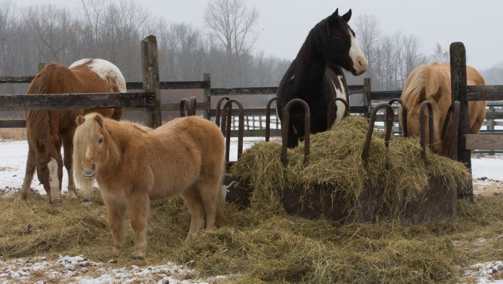 Rescuers try to stop shipment of horses out of country for slaughter