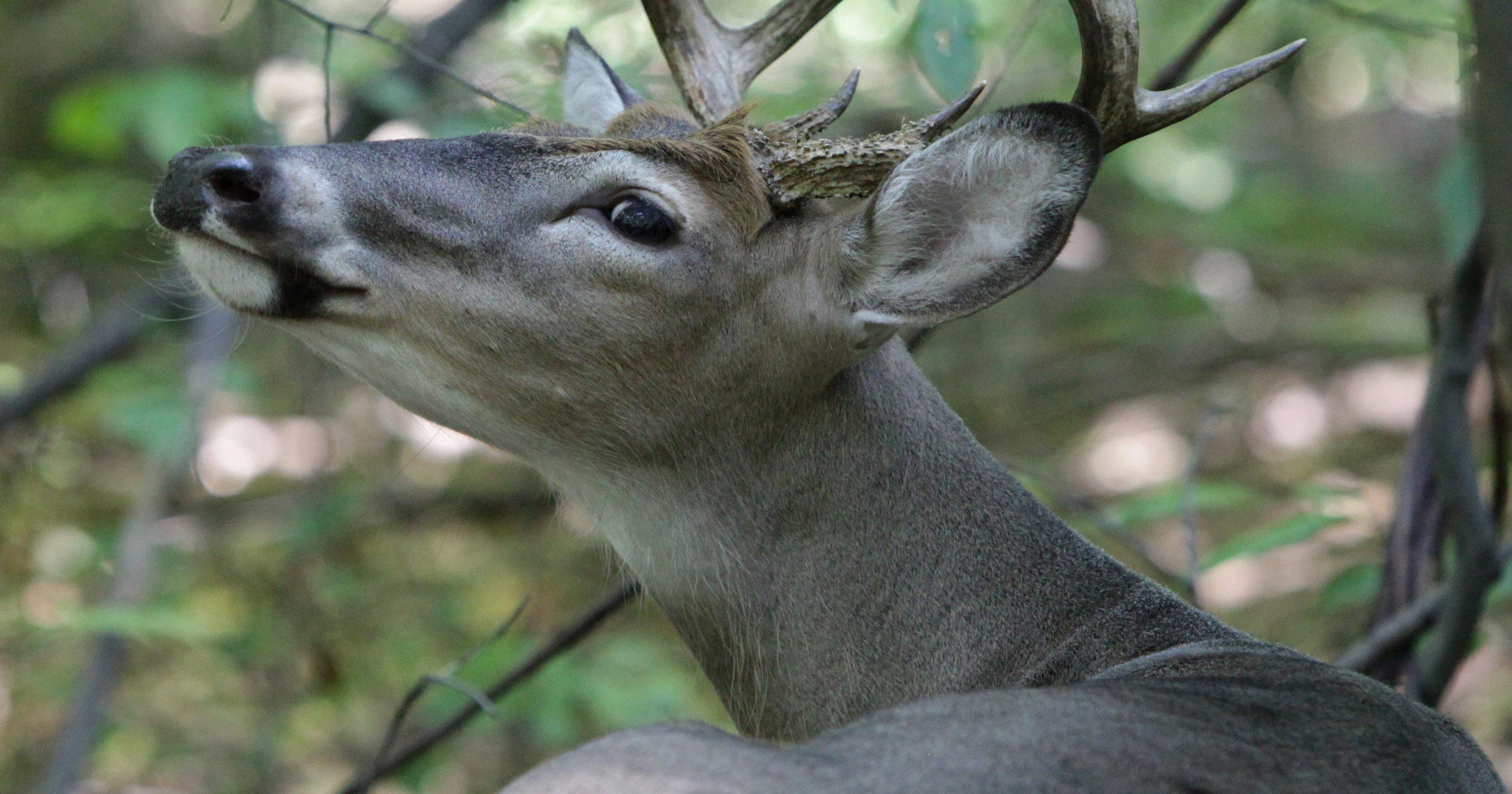 Ourdoors: Training makes hunting safer
