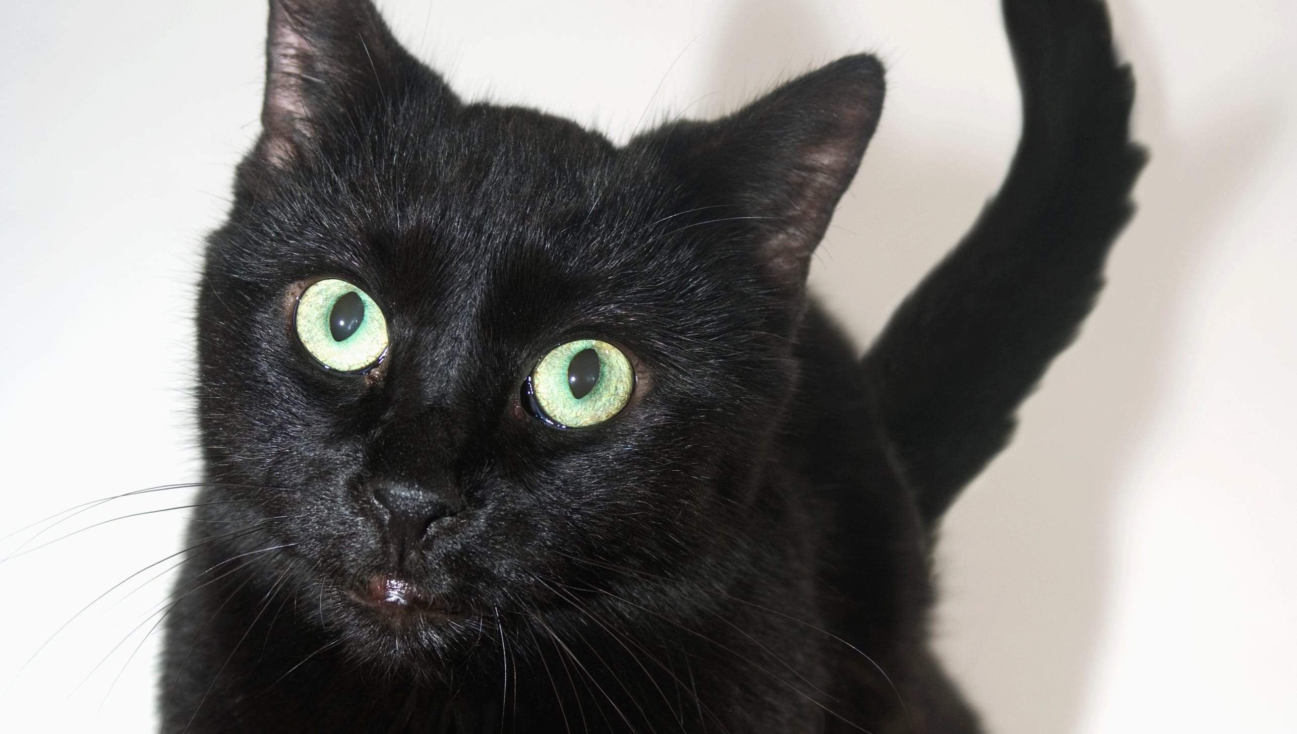 Dog attacks boy, cat attacks dog