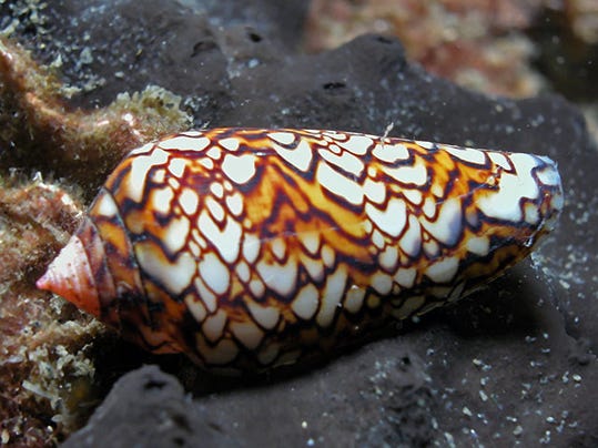 Ocean Facts: Beautiful but deadly cone snails