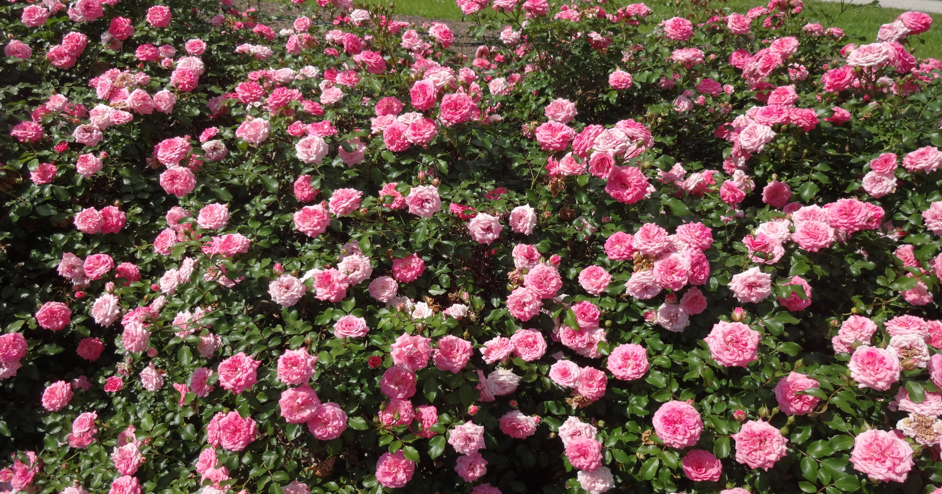 Drift roses offer smaller plants, great blooms