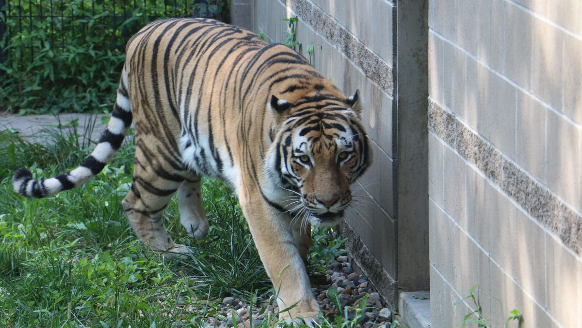 4 photos: Max the tiger at Blank Park Zoo