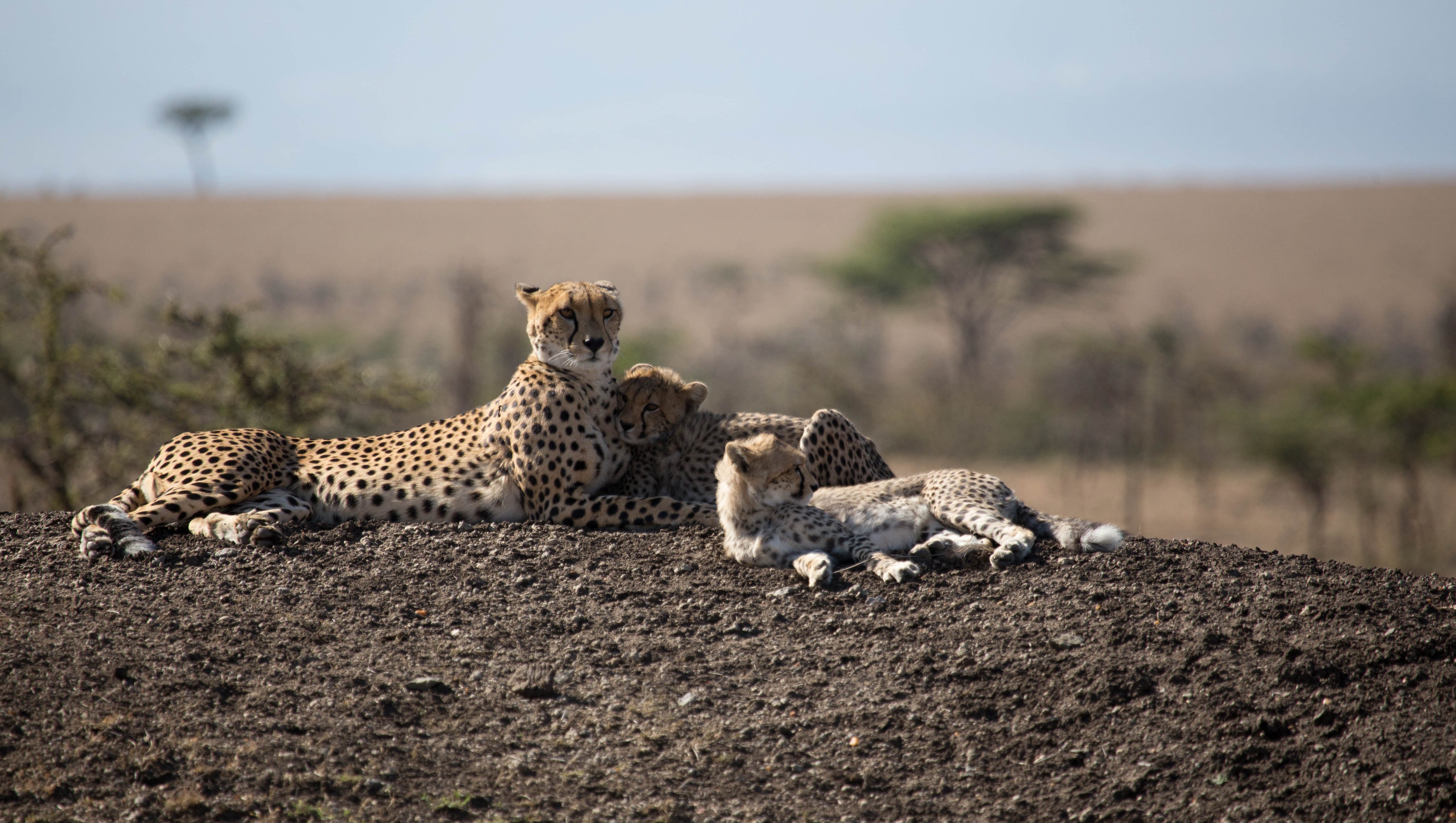 Nat Geo Wild: Tough love from a cheetah mom