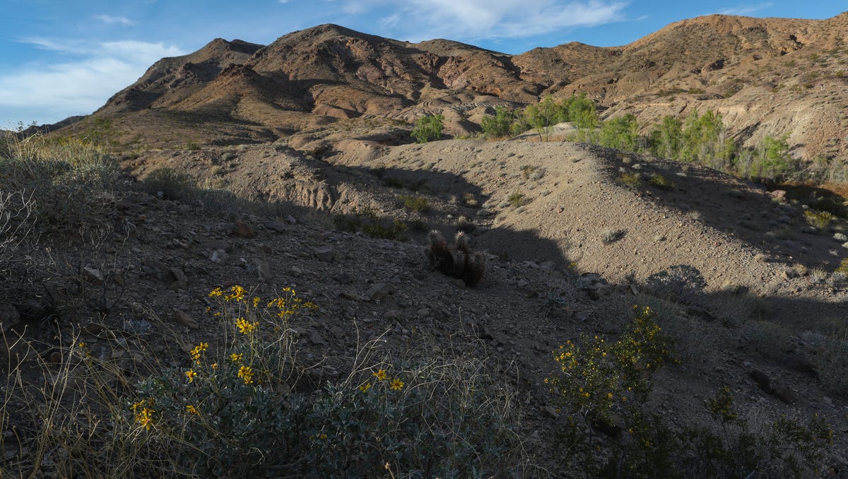 Bonanza Springs in the Mojave Desert National Preserve