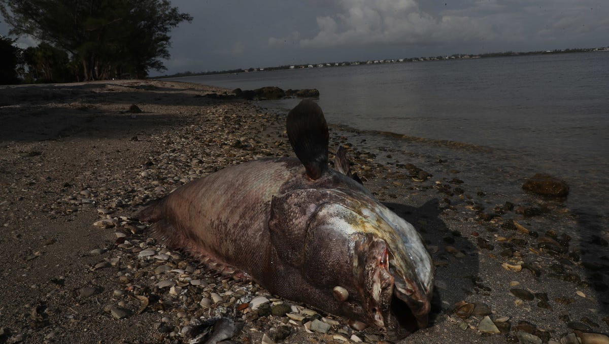 Photos: Dead marine life still washing up on SWFL beaches