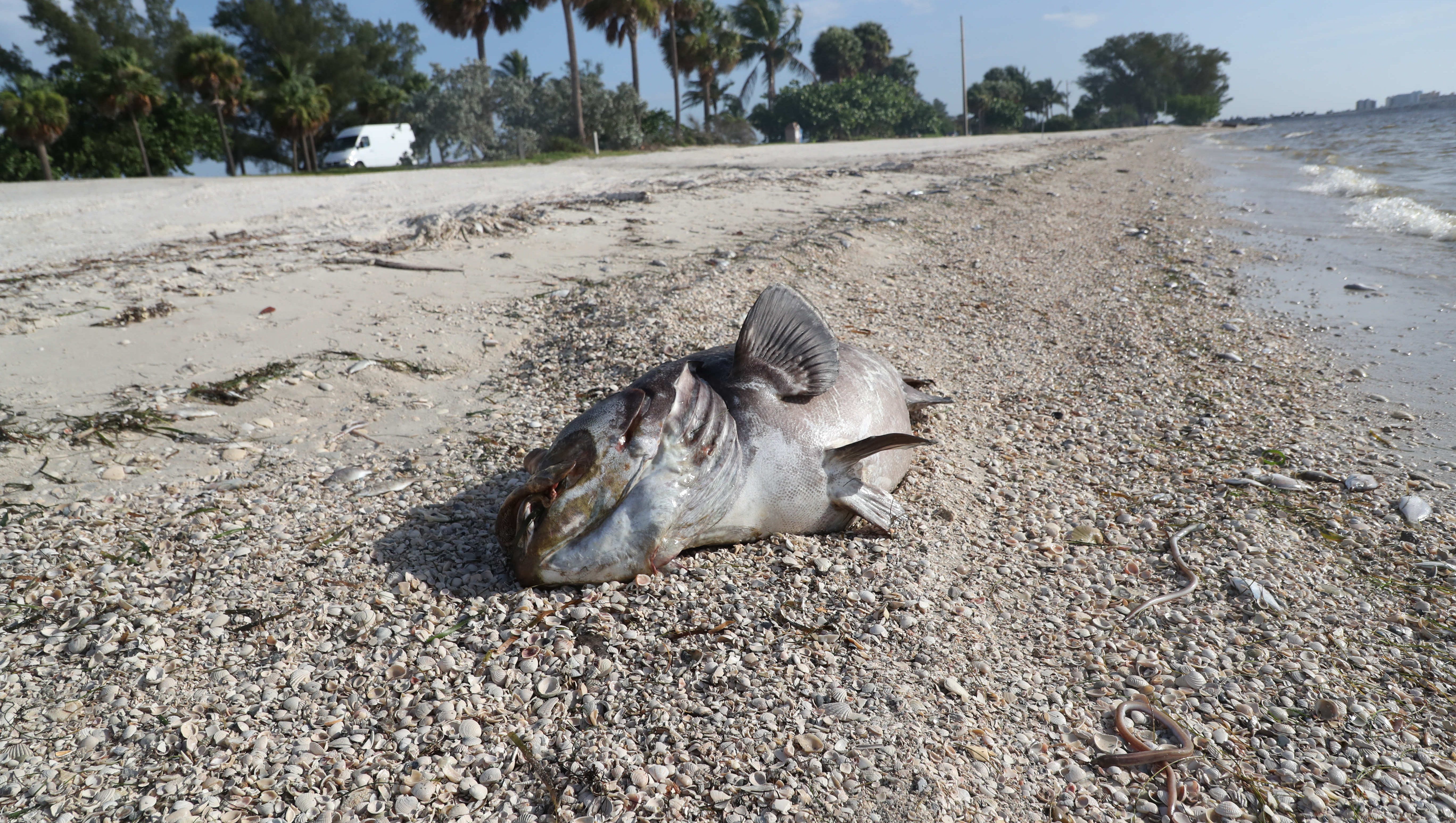 Red tide outbreak in Lee County had J.N. "Ding" Darling looking for ...