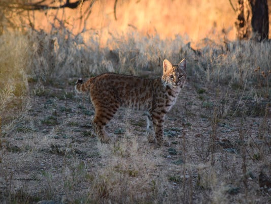 Bobcats making themselves at home in Fort Collins, Colorado