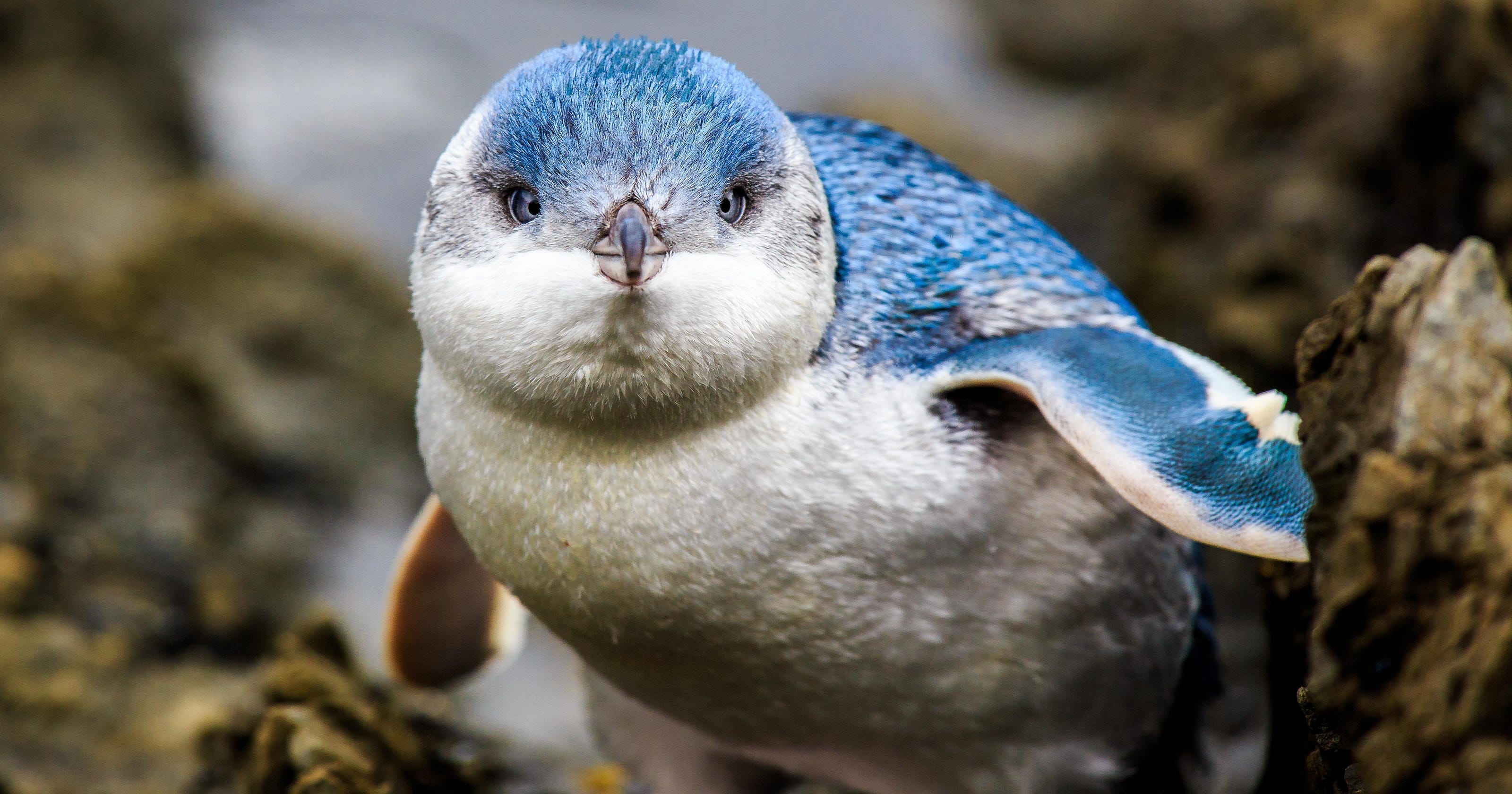 Little arrival: Baby blue penguin chick born at aquarium