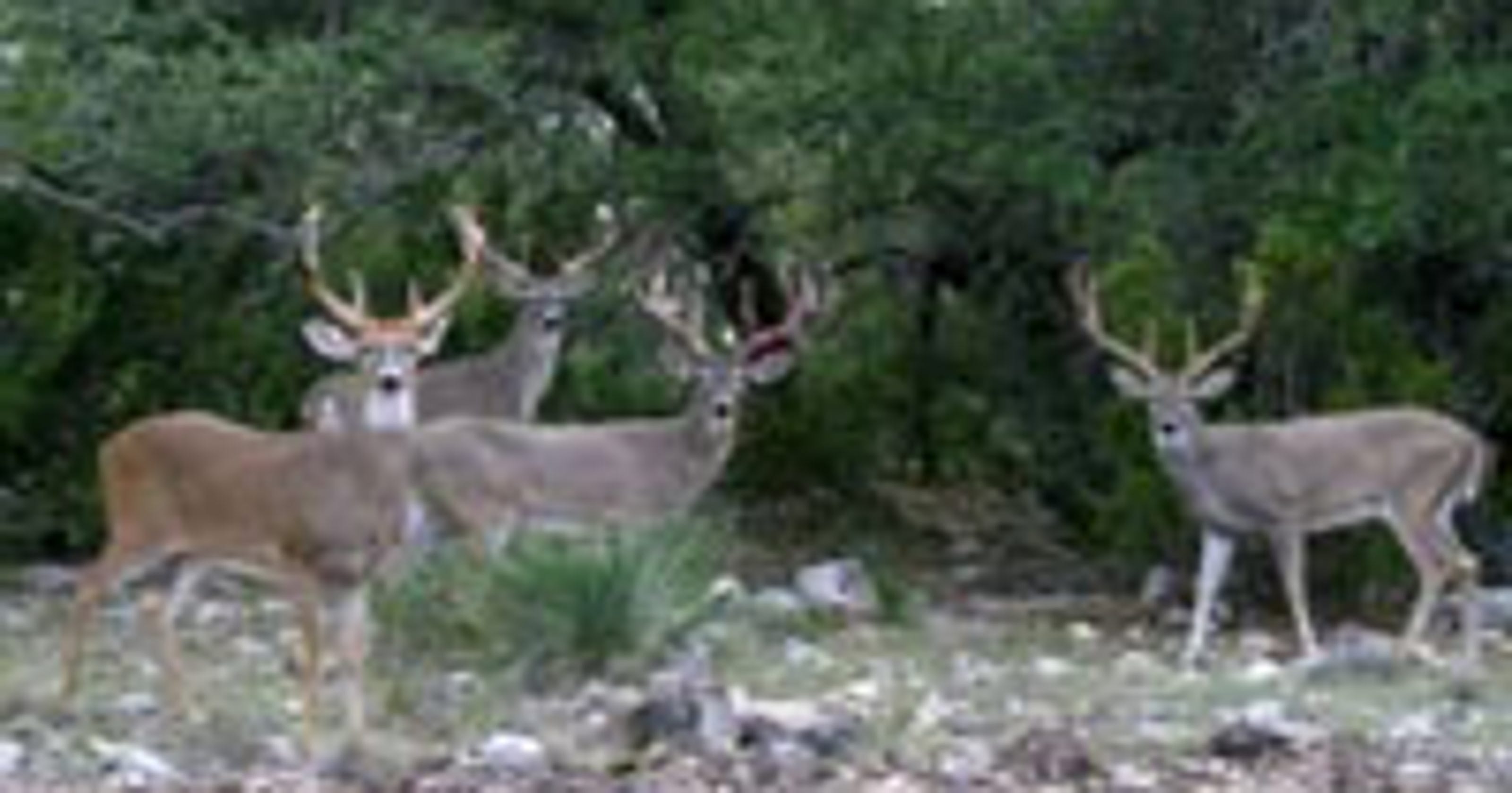 Boone leads state in deer/car collisions