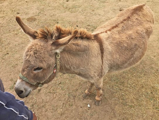 Meet Dominic: a miniature Sicilian donkey