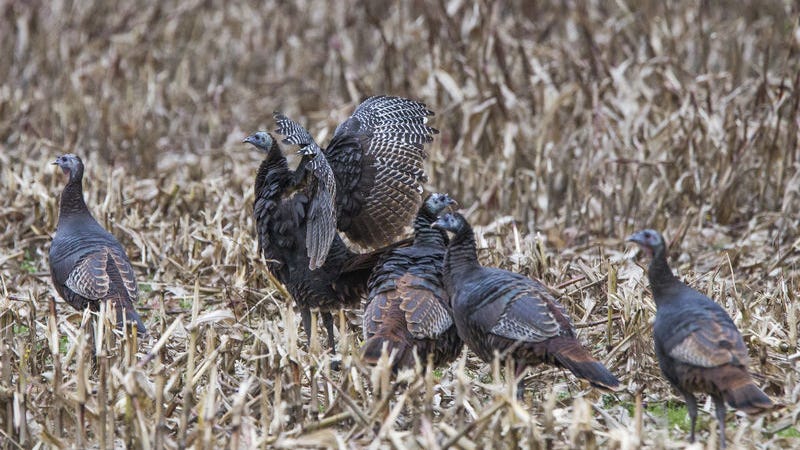 Once nearly extinct, wild turkeys now thriving in Indiana