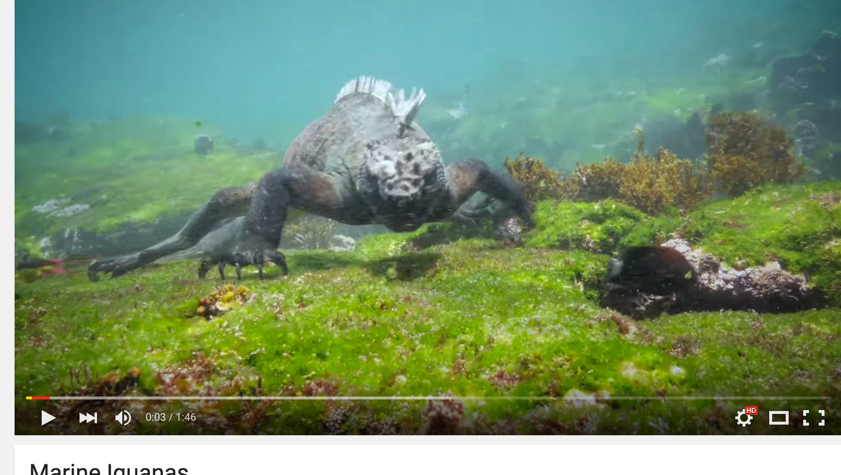 Watch: 'Baby Godzilla' swims underwater in incredible video