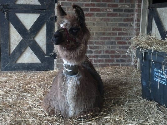 3 men arrested after llama is killed, mutilated