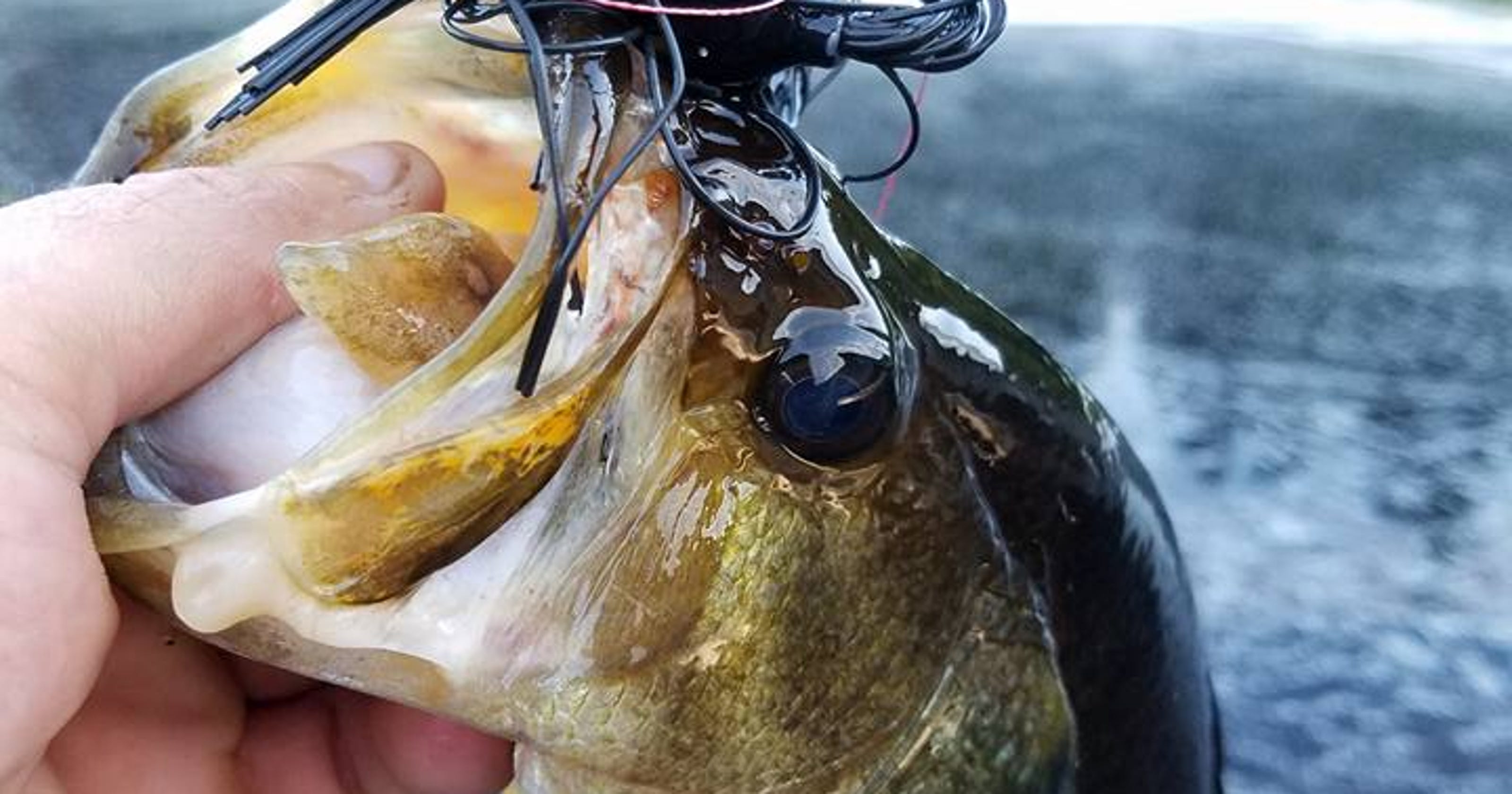 Freshwater bass jumping at sunset