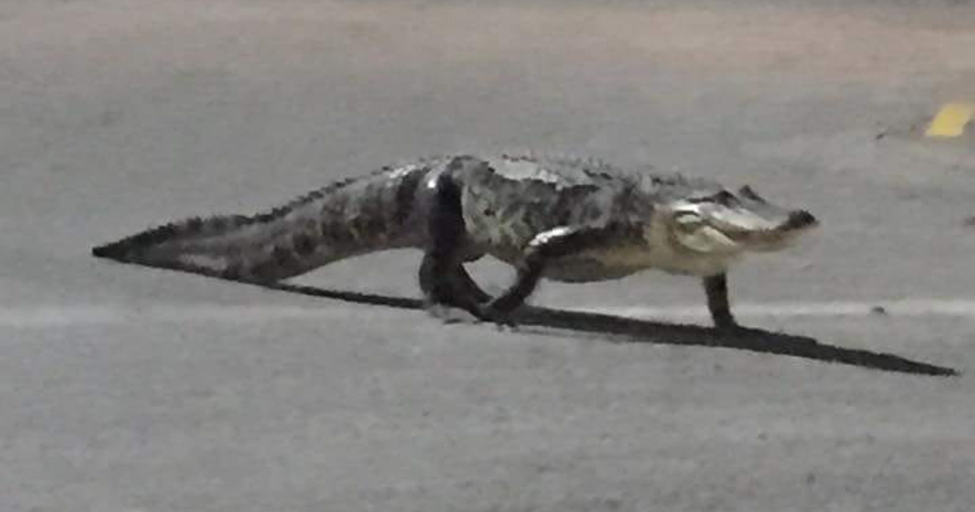 Watch video of the 8-foot alligator found at Texas Walmart parking lot