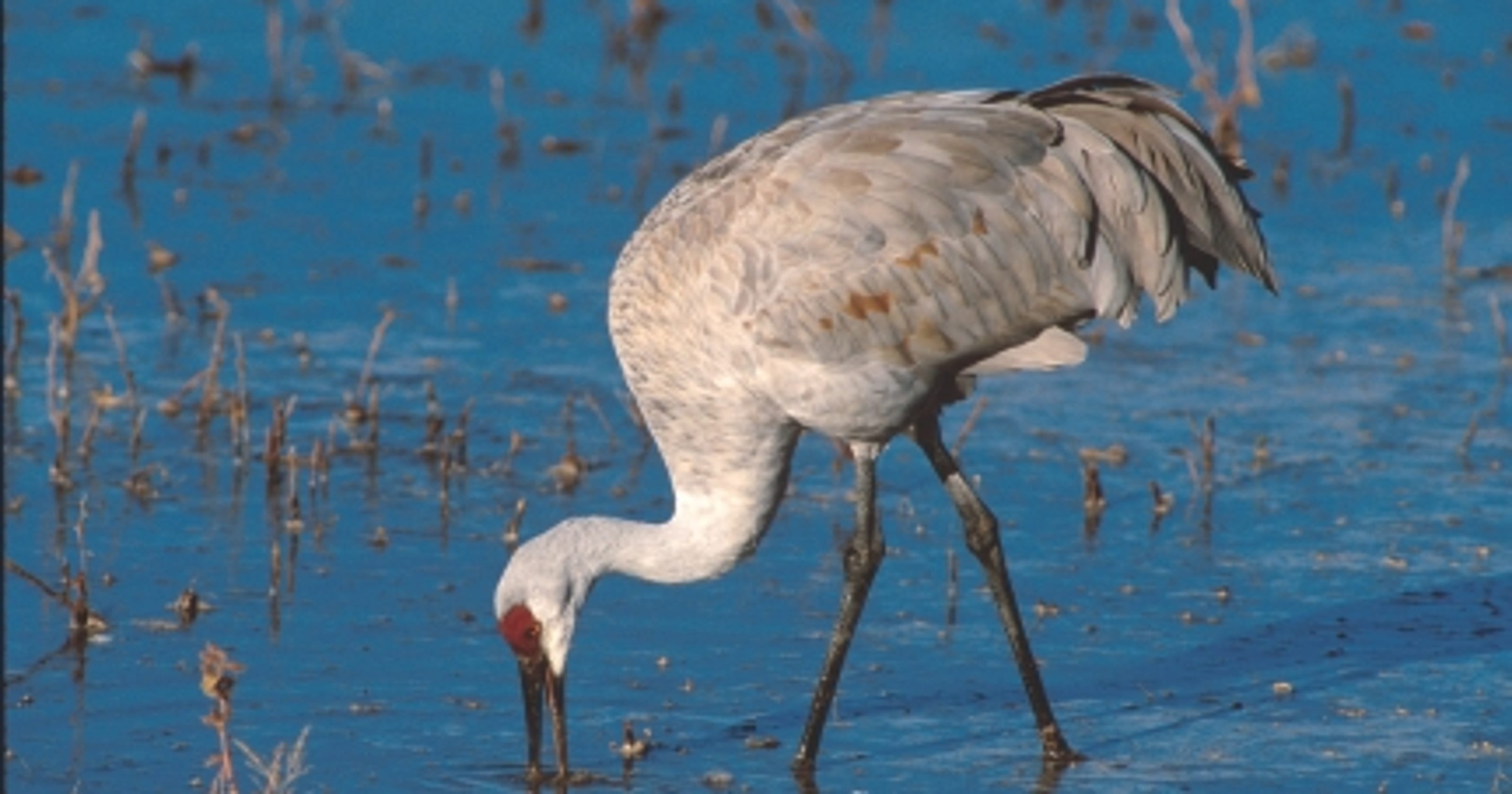 5 fun facts about sandhill cranes