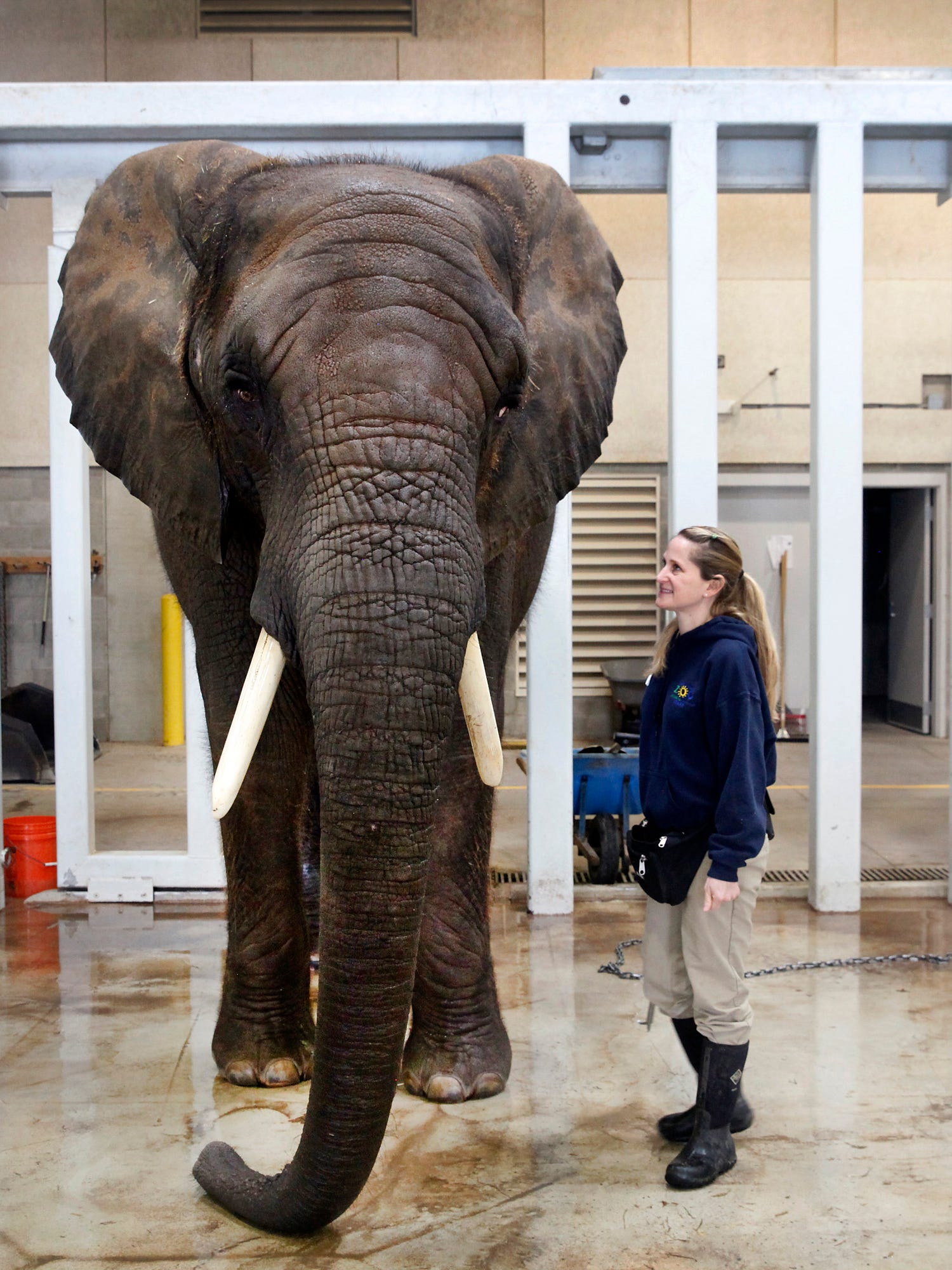 Dirty job: Caring for zoo's elephants no circus