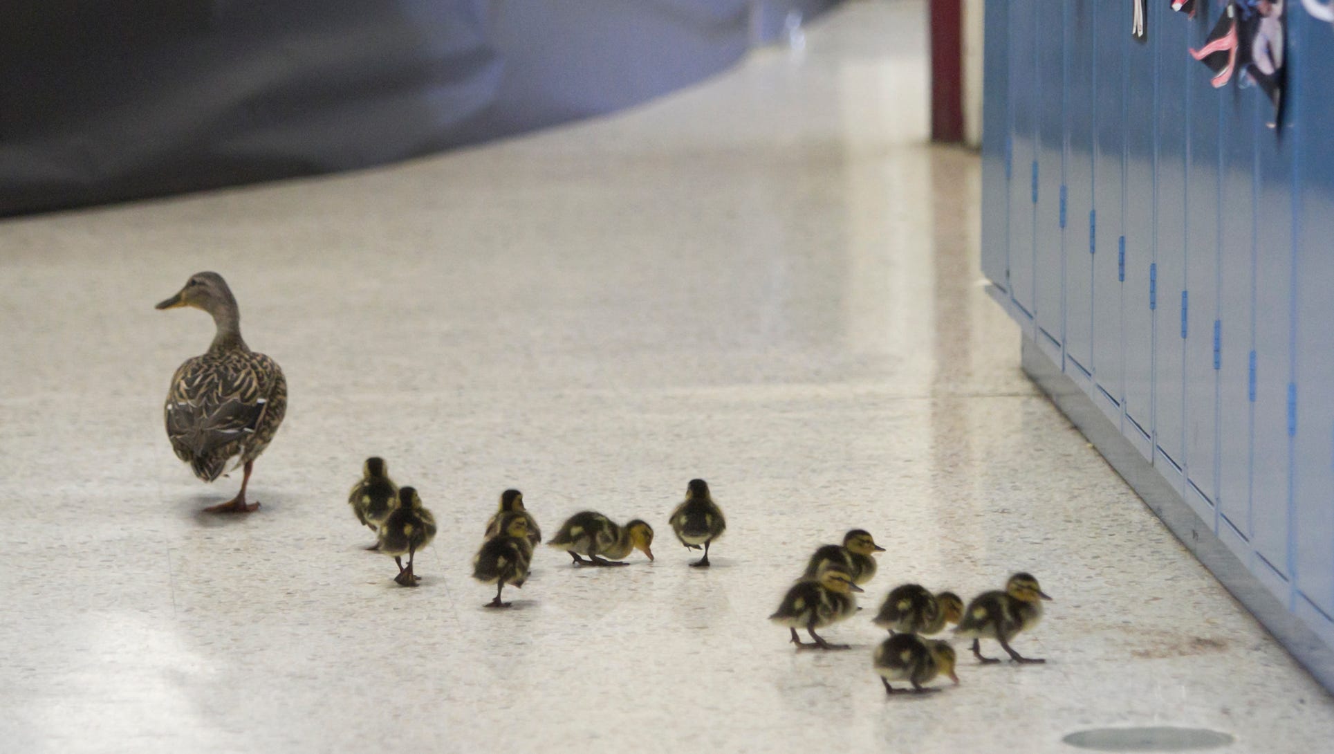 Mother duck, babies tour Hartland school for 13th year
