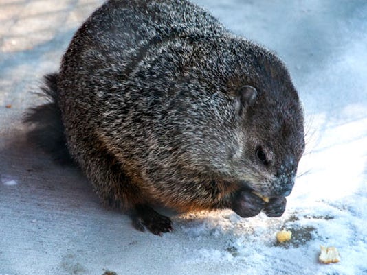 The Wisconsin Senate has declared open season on groundhogs.