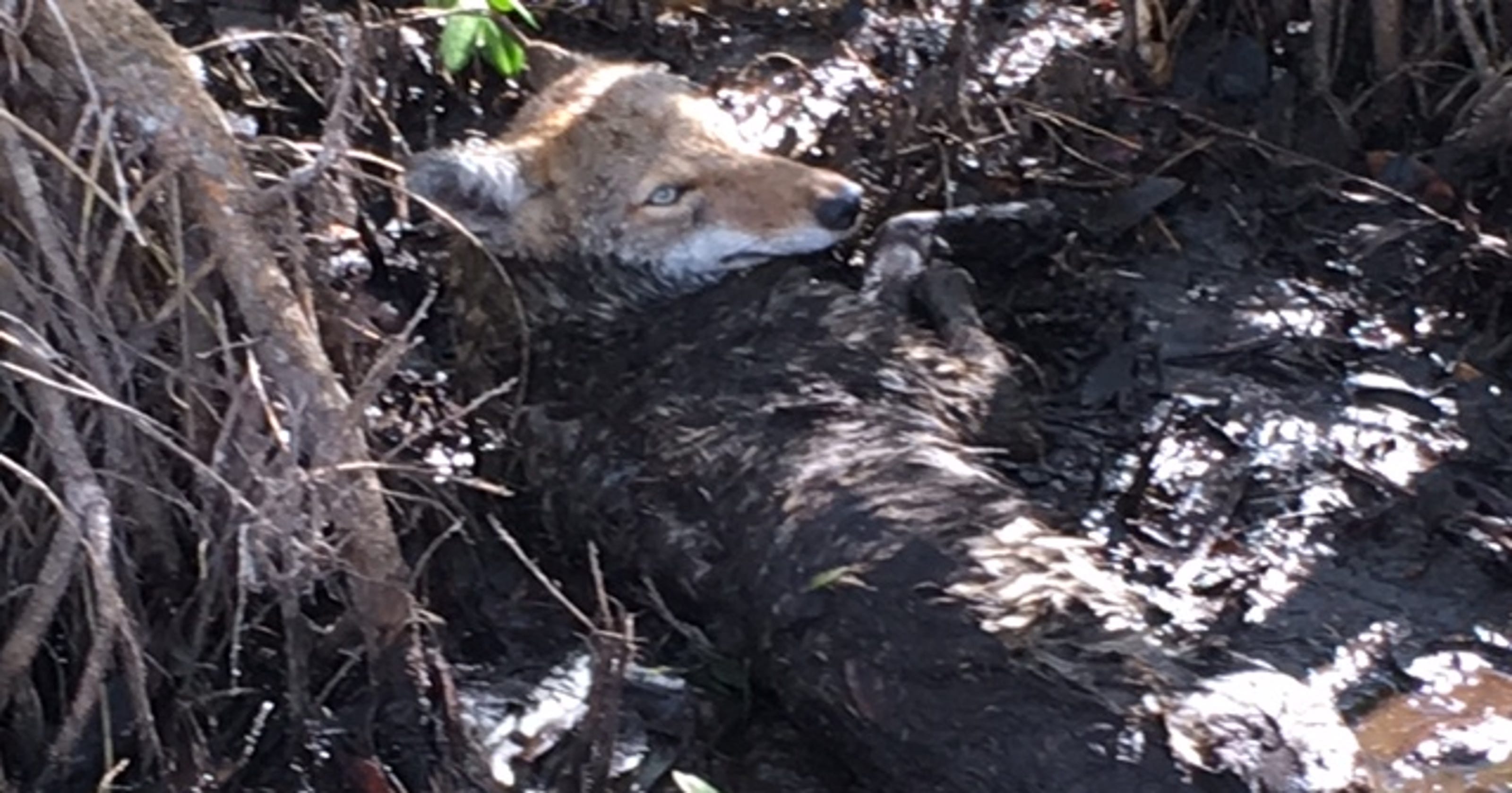 How to deal with injured and nuisance animals