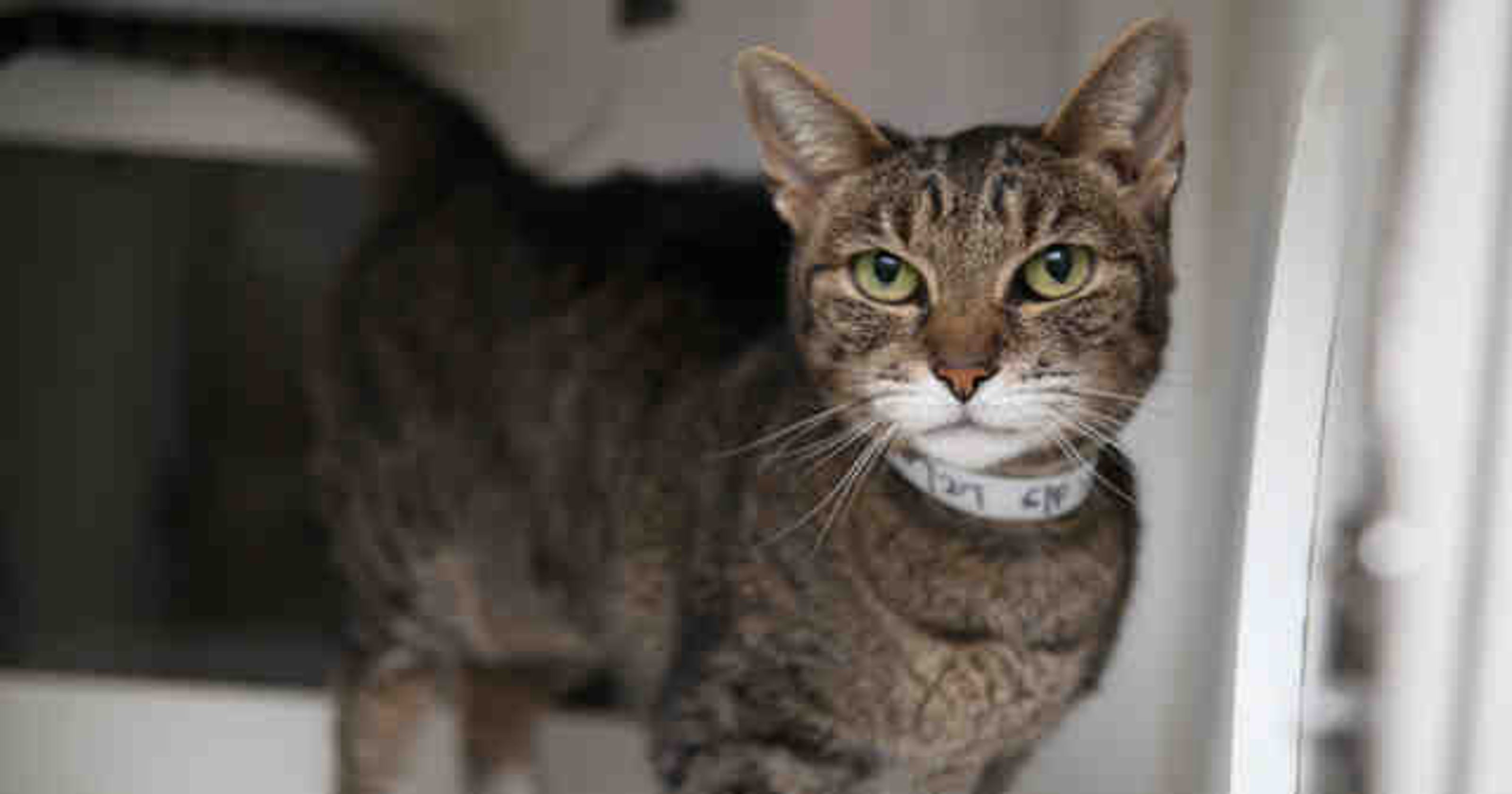 Wiener cat? Daisy the Munchkin leaps to mind