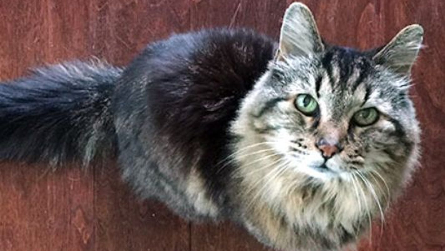 World's oldest cat's secrets to longevity: cuddles, naps and exercise