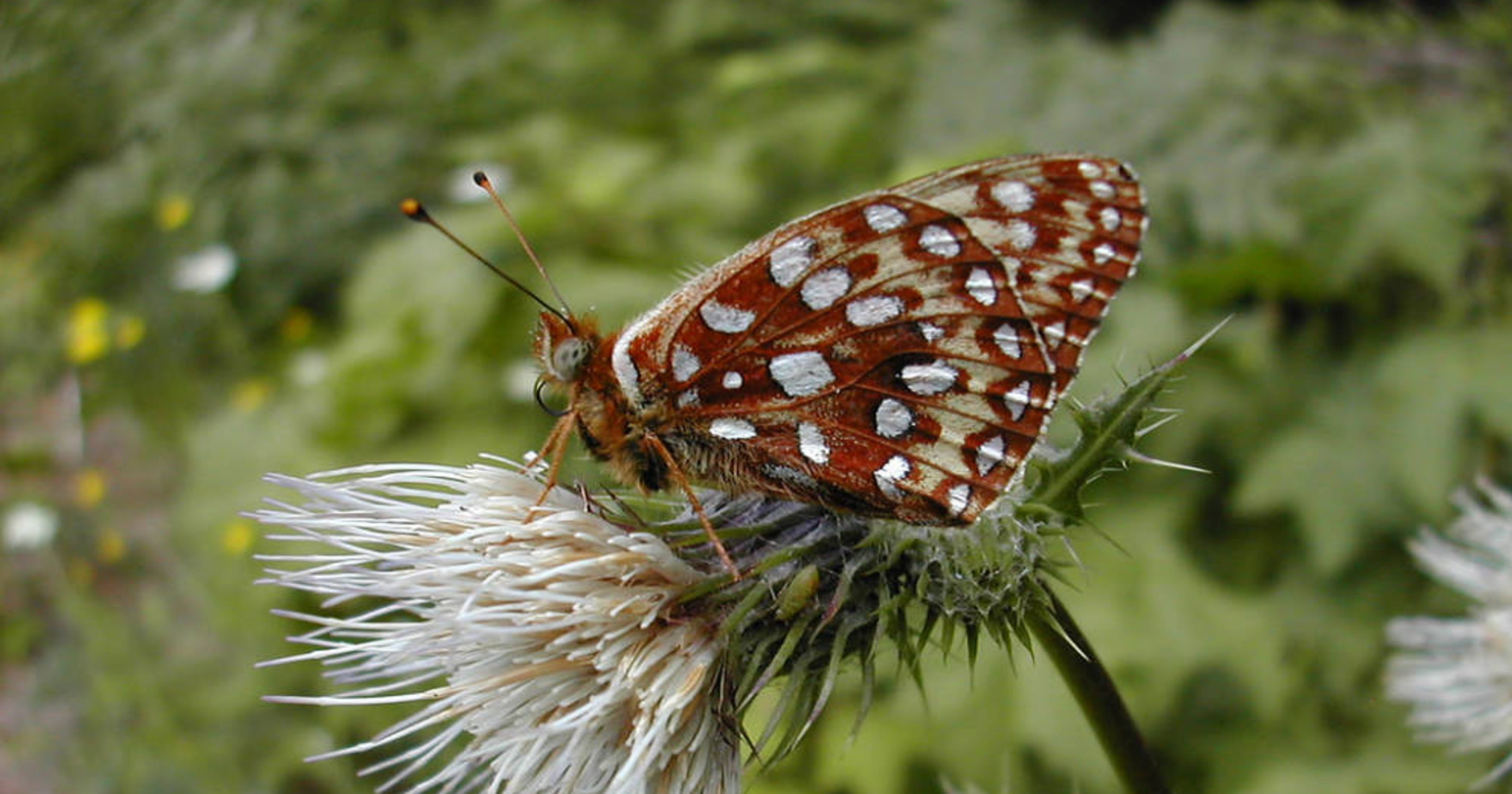 Oregon silverspot butterflies get new places to grow