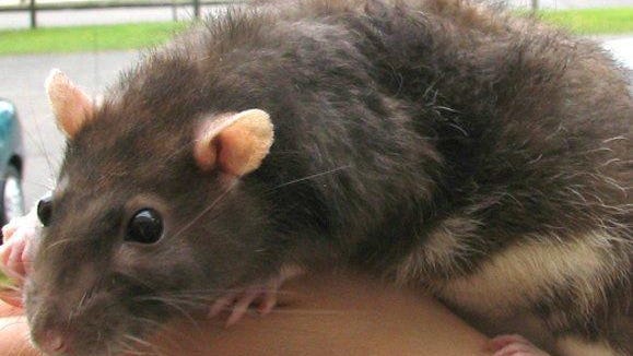 Infestation of rats in Canton Township can be curtailed by a few steps