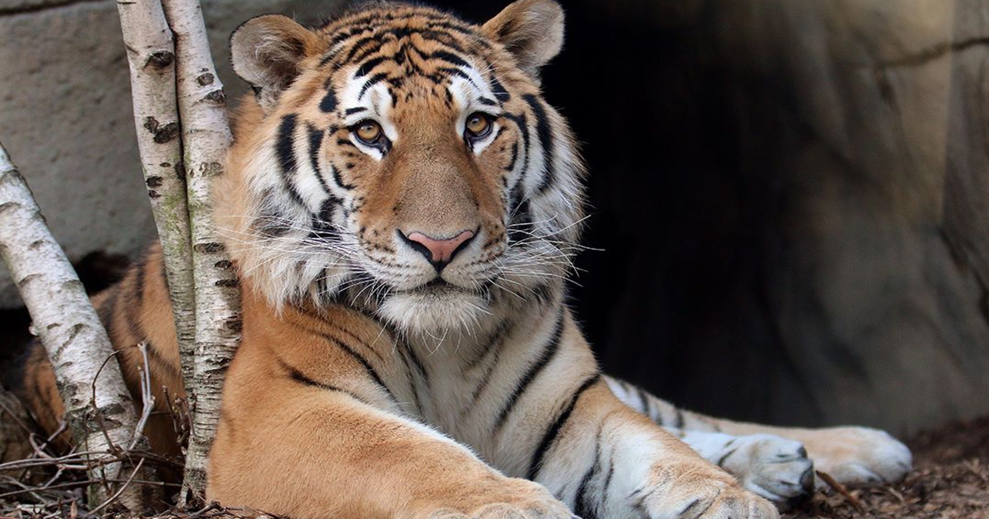 New 2-year-old tiger arrives at the Indianapolis Zoo
