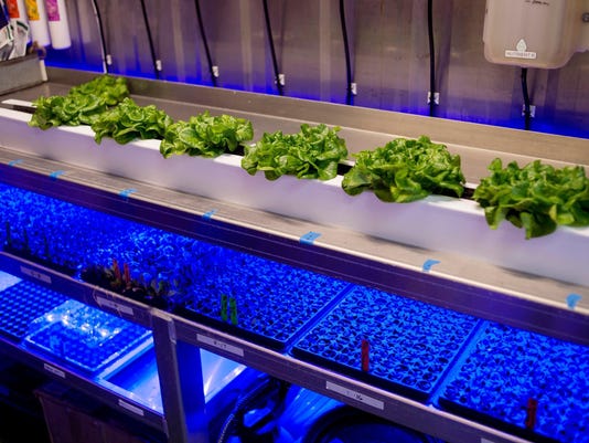 Grand Rapids farmer grows crops in shipping containers